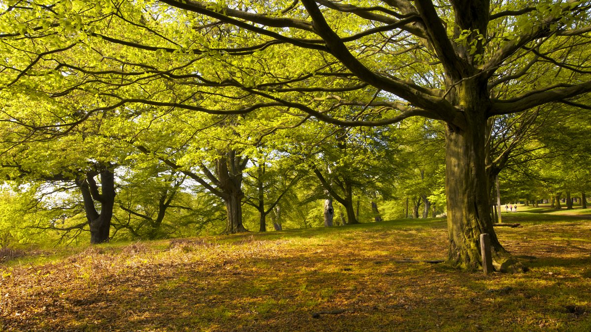 At the centre of our green recovery, we need a National Nature Service ...