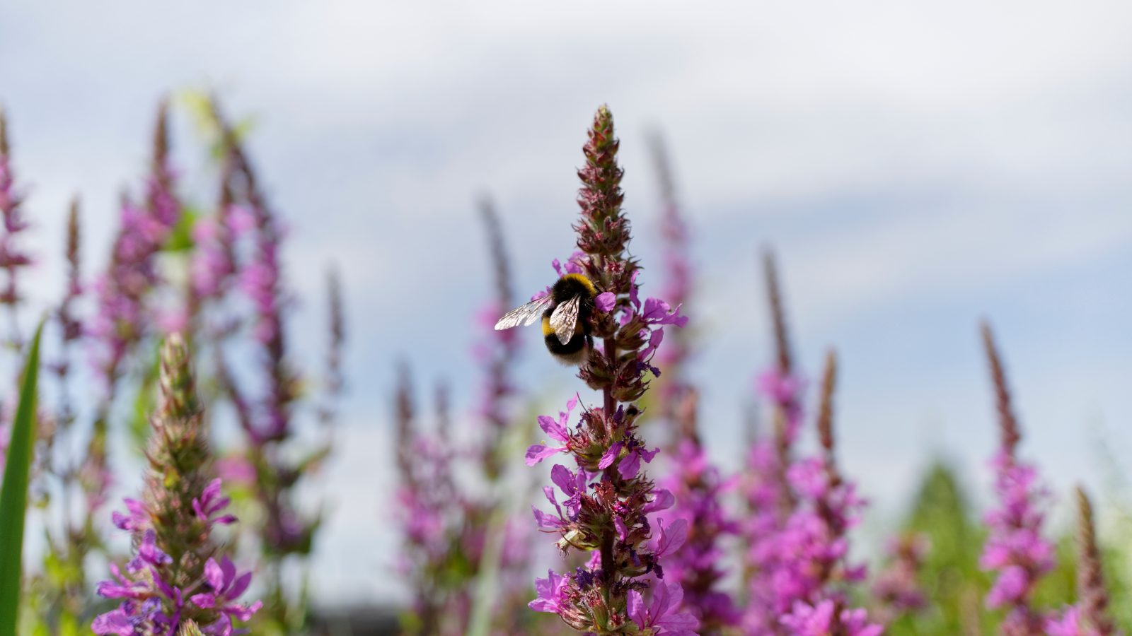 Plan Bee: How Labour is seeking to protect Britain’s pollinators ...
