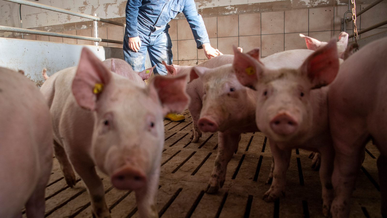 'Standing firm for our farmers: why Britain’s ‘red lines’ in trade must ...